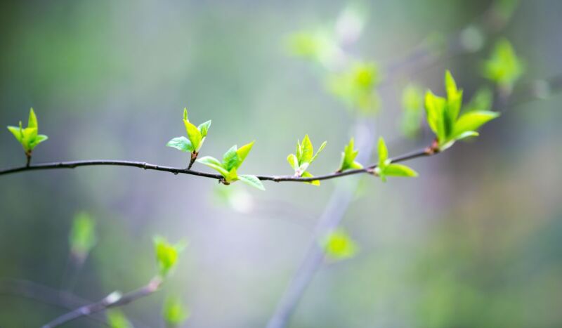 Spring Plant Health Care Tips for a Thriving Landscape 2025